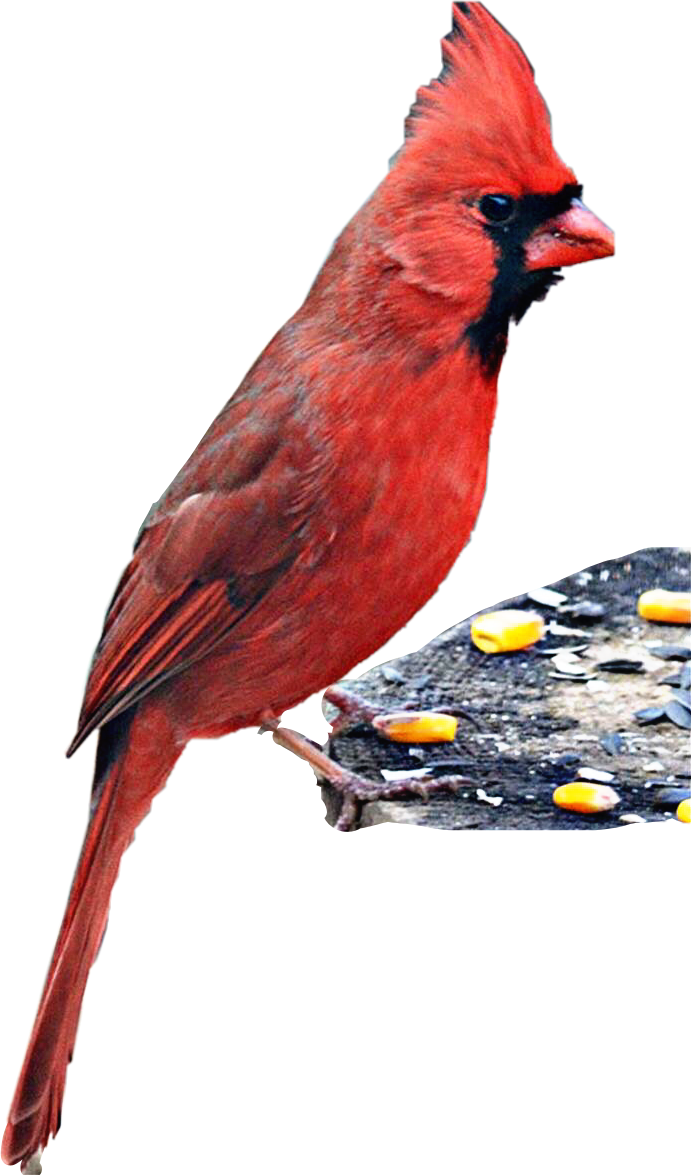 Perched Sticker - Northern Cardinal Clipart - Large Size Png Image - PikPng