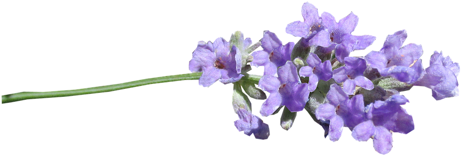 Lavender Png - Lavender Png Transparent Clipart - Large Size Png Image ...