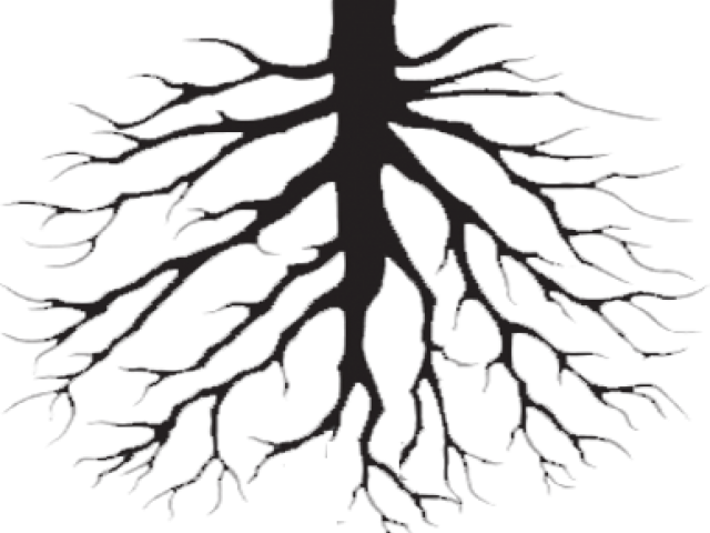 Transparent Background Root Clipart - Png Download - Large Size Png ...
