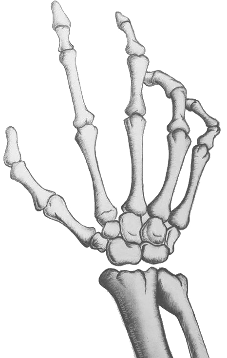 Bone Hand Png Clipart - Large Size Png Image - PikPng