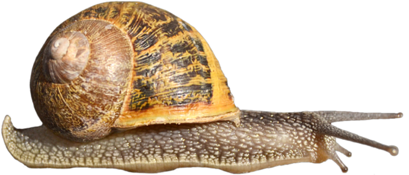 Snail Transparent Background Clipart - Large Size Png Image - PikPng