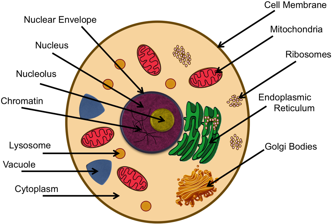 Cytoplasm In Animal Cell Project Clipart - Large Size Png Image - PikPng