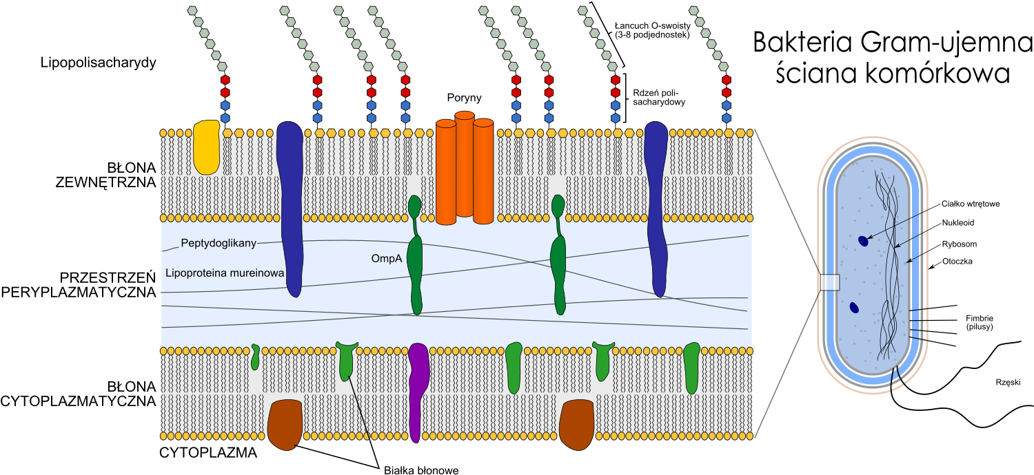 Gram Negative Cell Wall Clipart - Large Size Png Image - PikPng