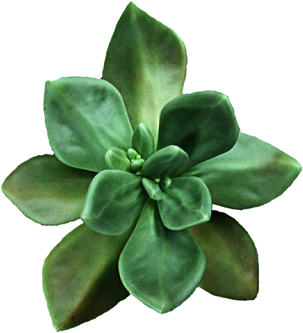 Succulents At Elegant Gardens - Transparent Succulents Png Clipart ...