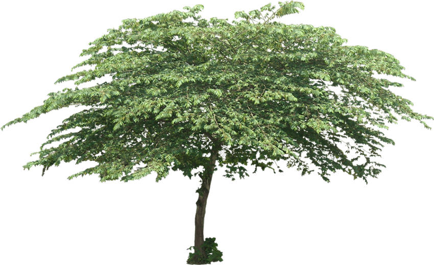Free Png Download Tree Png Images Background Png Images - Cananga ...