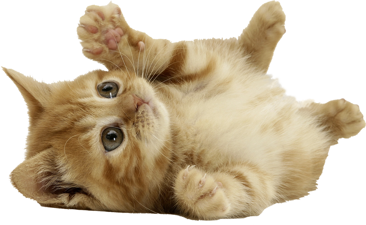 Cat Png - Cute Cat Png Clipart - Large Size Png Image - PikPng