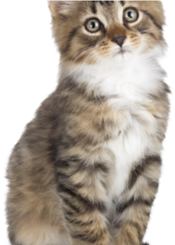Kitten Png Transparent Images Clipart - Large Size Png Image - PikPng
