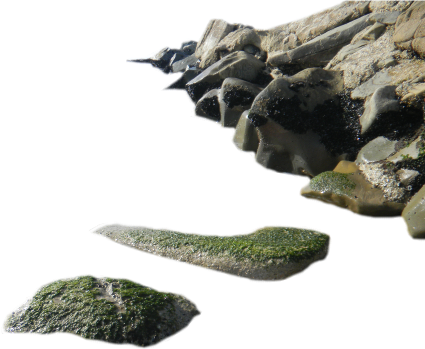 Moss Clipart - Large Size Png Image - PikPng