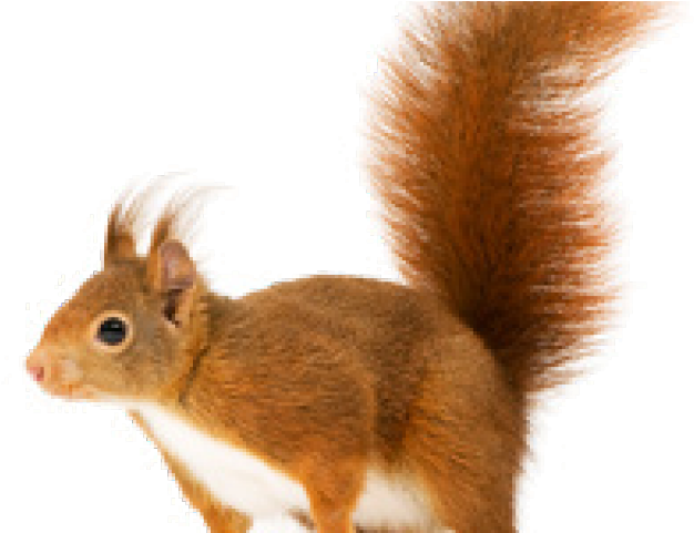 Red Squirrel Png Clipart - Large Size Png Image - PikPng