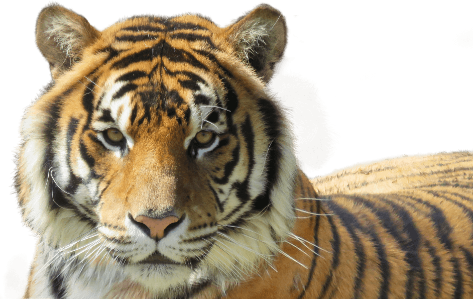 Tiger-foreground - Siberian Tiger Clipart - Large Size Png Image - PikPng