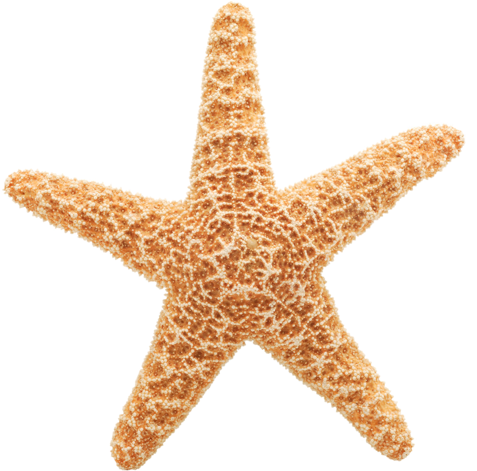 Starfish - Starfish With No Background Clipart - Large Size Png Image ...