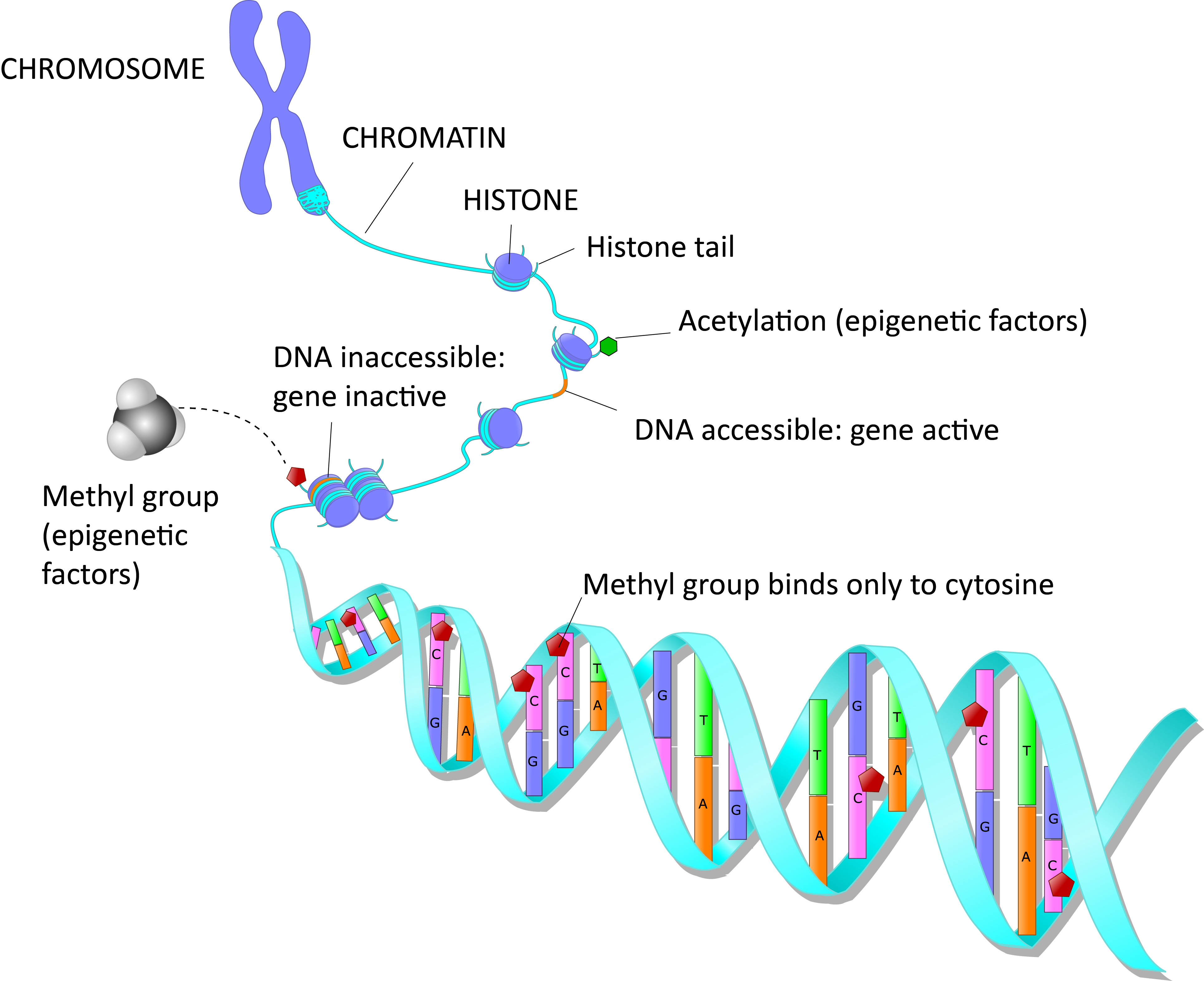 Epigenetics - Epigenetic Alterations Clipart - Large Size Png Image ...