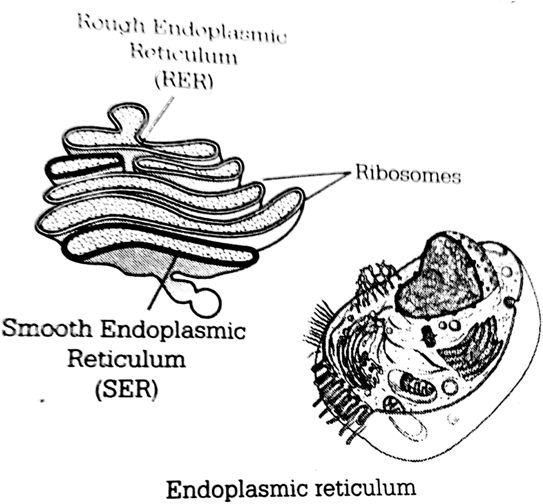 Download Smooth Endoplasmic Reticulum (ser) It Is Smooth Because ...