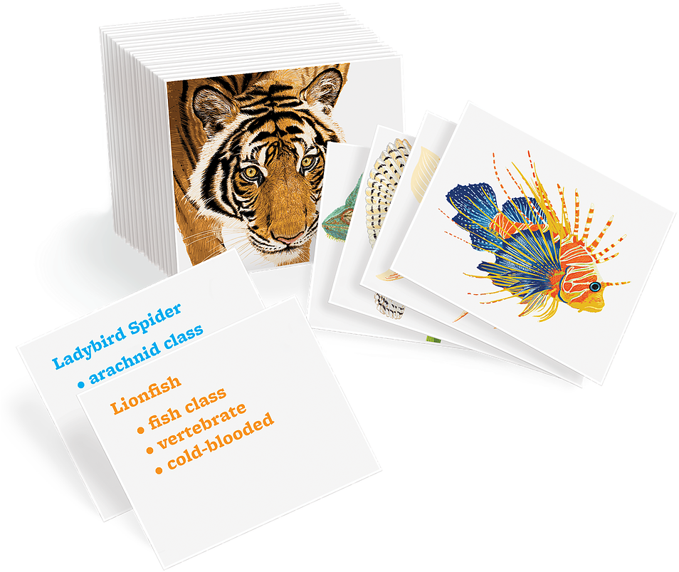 Animal Kingdom Cards - Graphic Design Clipart - Large Size Png Image ...