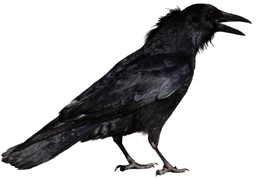 Download Common Raven Transparent Background - Raven Transparent ...