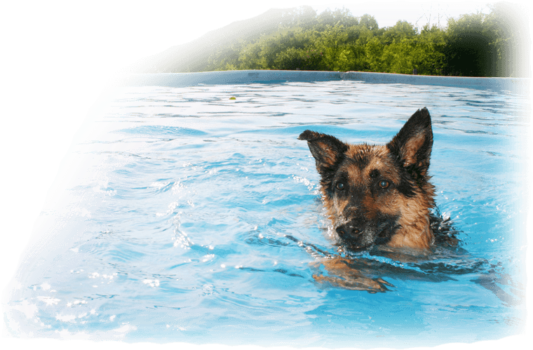 Cool Dog Png - Swimming Dog Png Clipart - Large Size Png Image - PikPng