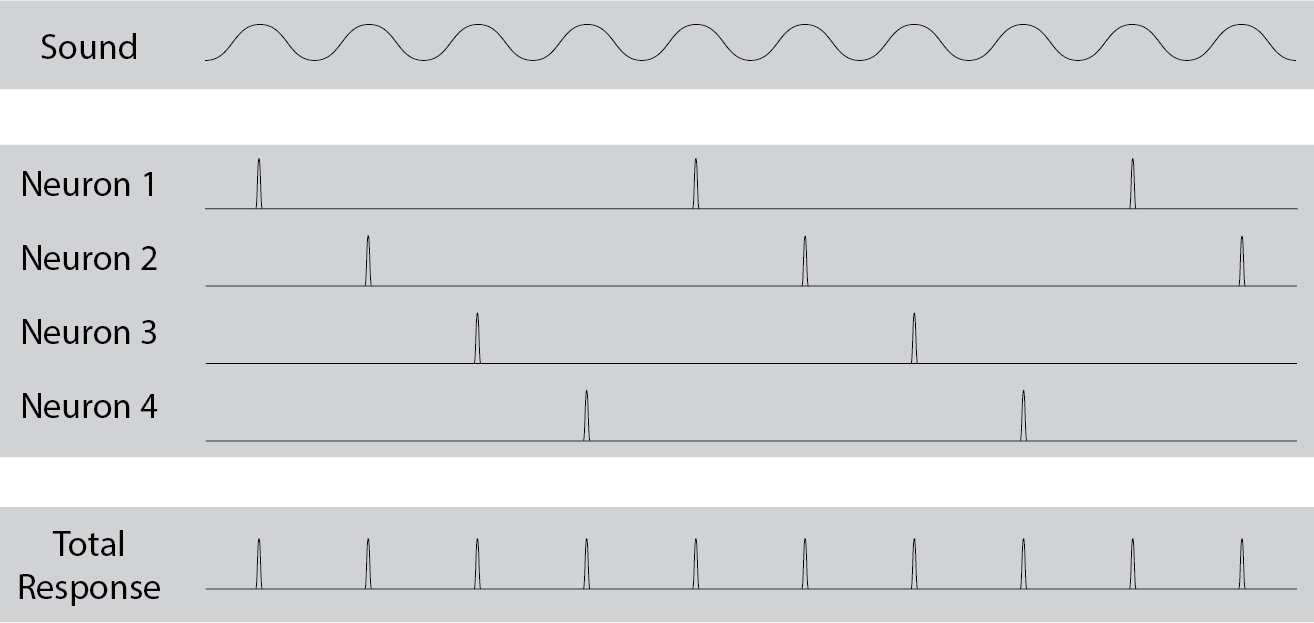 Download Volley Principle Of Hearing - Volley Principle Clipart Png ...