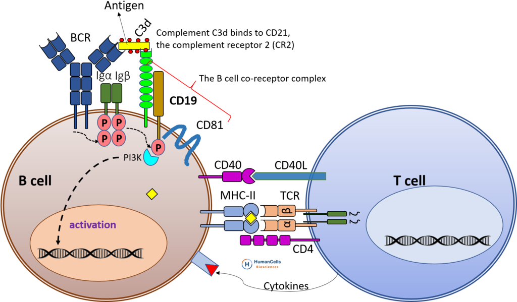 Download Cd19 B Cell Activation, Bcr, Tcr, B Cell Co-receptor - B Cell ...