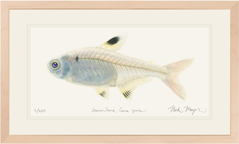 X Ray Fish Original Watercolor Painting Nick Mayer - Goatfishes Clipart ...