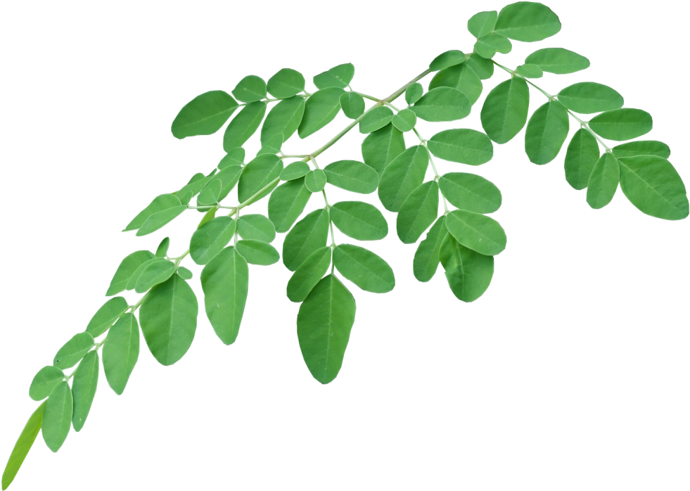 Ways To - Moringa Oil Leaf Transparent Clipart - Large Size Png Image ...