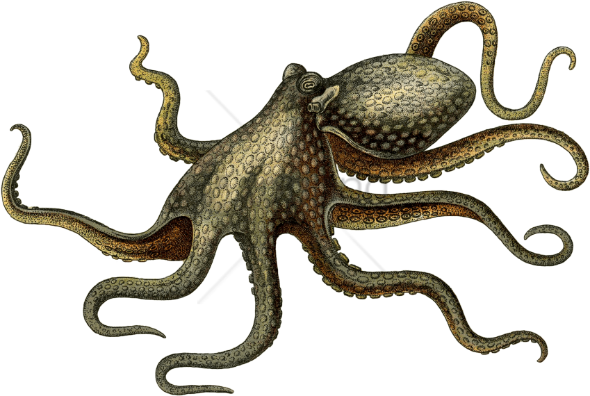 Download Free Png Octopus Png Png Image With Transparent Background ...
