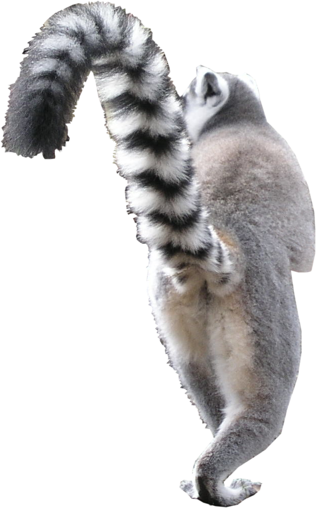 Animal Png - Madagascar Cat - Madagascar Cat Clipart - Large Size Png ...