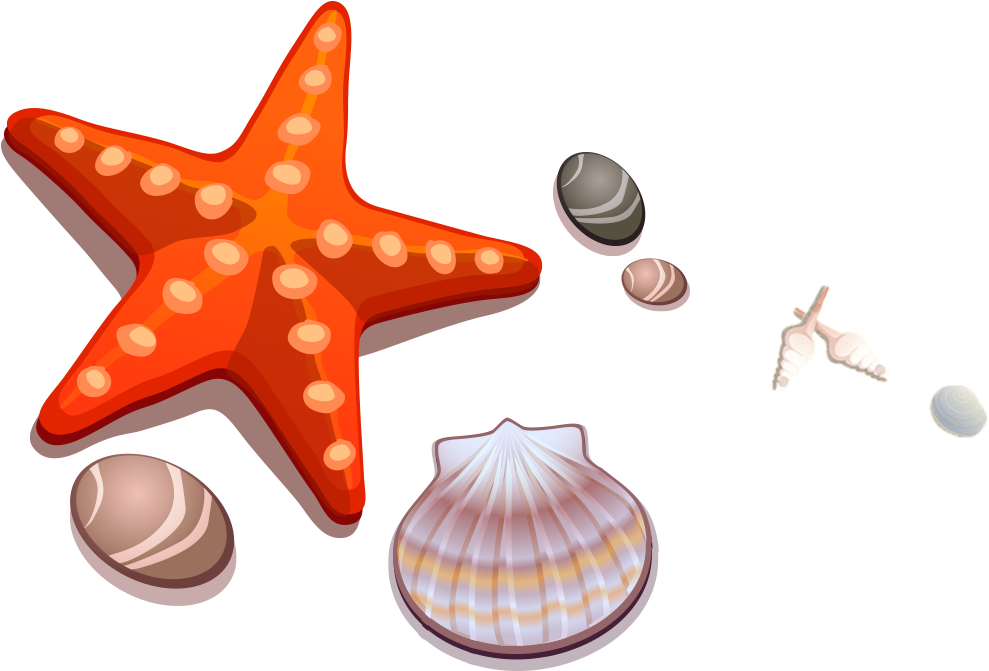 Download Cartoon, Drawing, Seashell, Orange Png Image With Transparent ...