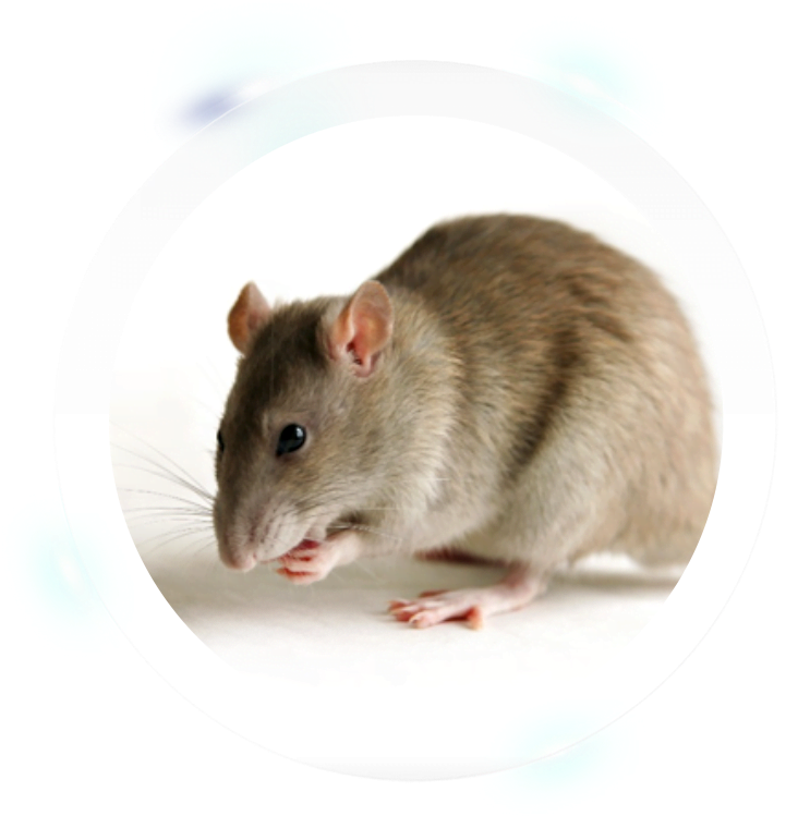 Rate Animal Clipart - Large Size Png Image - PikPng