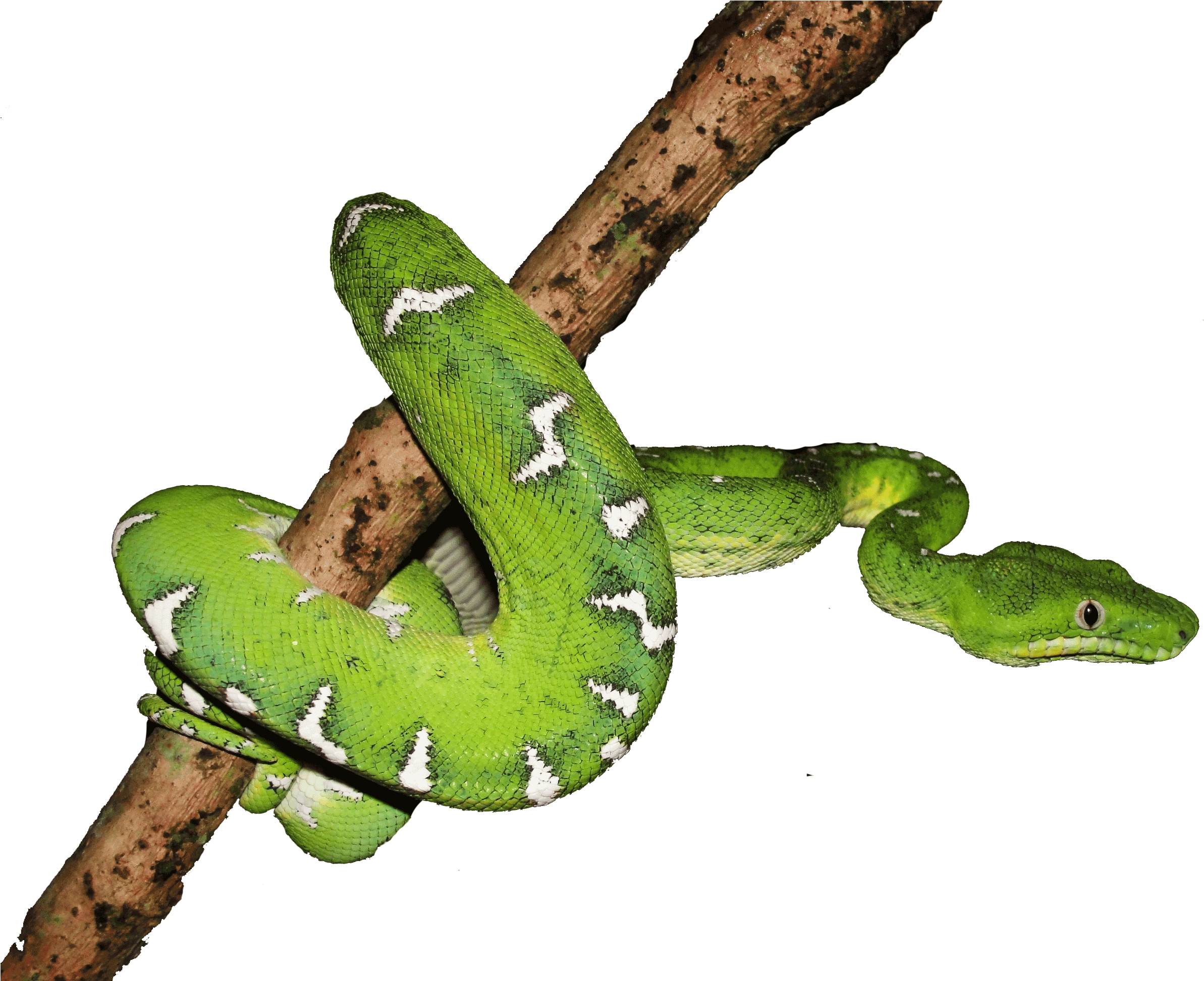 Download Boa Png - Boa Constrictor Clipart Png Download - PikPng
