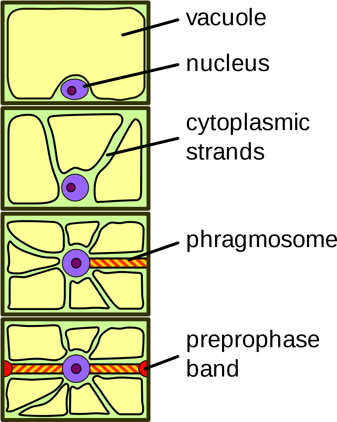 Cytoplasmic Strand Plant Cell Clipart - Large Size Png Image - PikPng