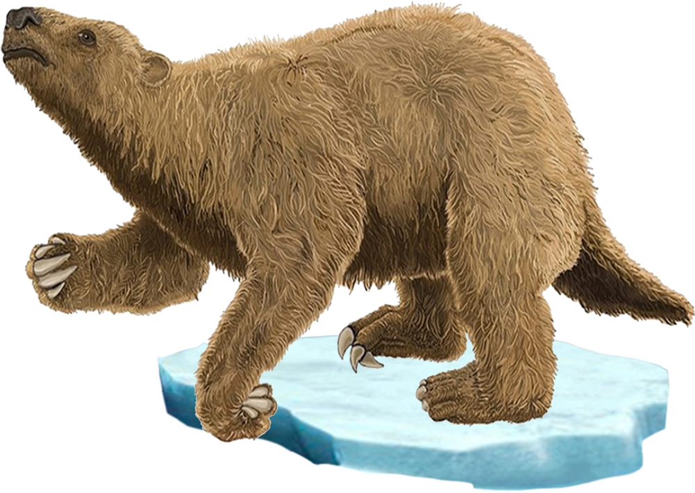 Megatherium - Grizzly Bear Clipart - Large Size Png Image - PikPng