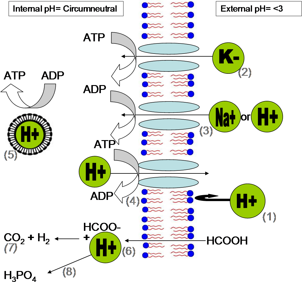 Methods Of Ph Homeostasis And Energy Generation In - Membrane Potential ...