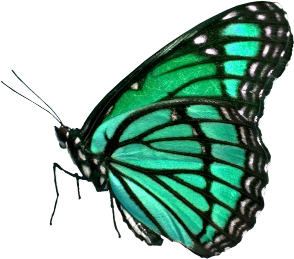 Butterfly - Butterfly By William Wordsworth Clipart - Large Size Png ...