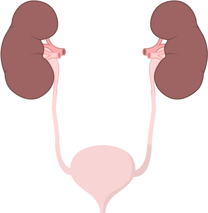 Urinary Tract Infections - Cartoon Of Urinary Tract Clipart - Large ...