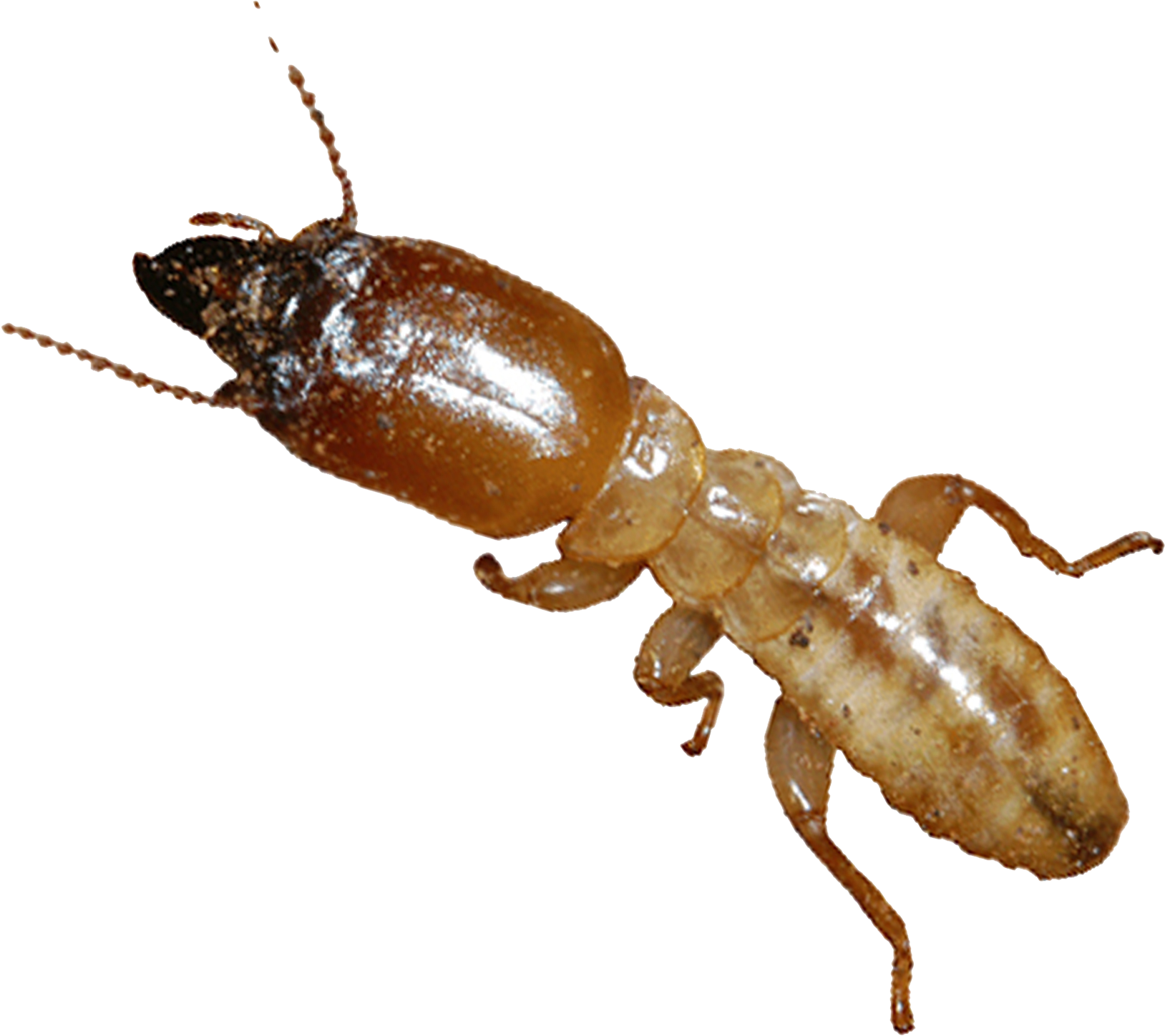 Download Pests And Termites Cause An Average Of $8,000 To Homes ...