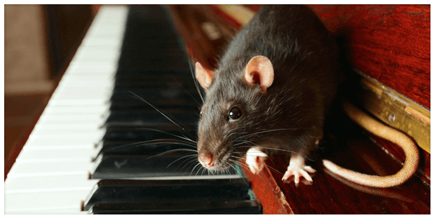 Rat On The Piano - Rat Clipart - Large Size Png Image - PikPng