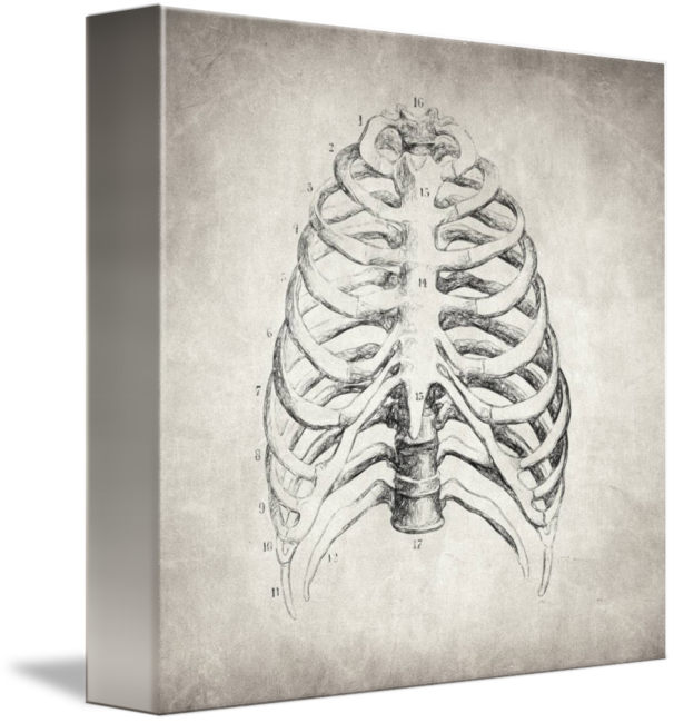 Rib Cage By Inna Ivanova - Lungs And Rib Cage Drawing Clipart - Large ...