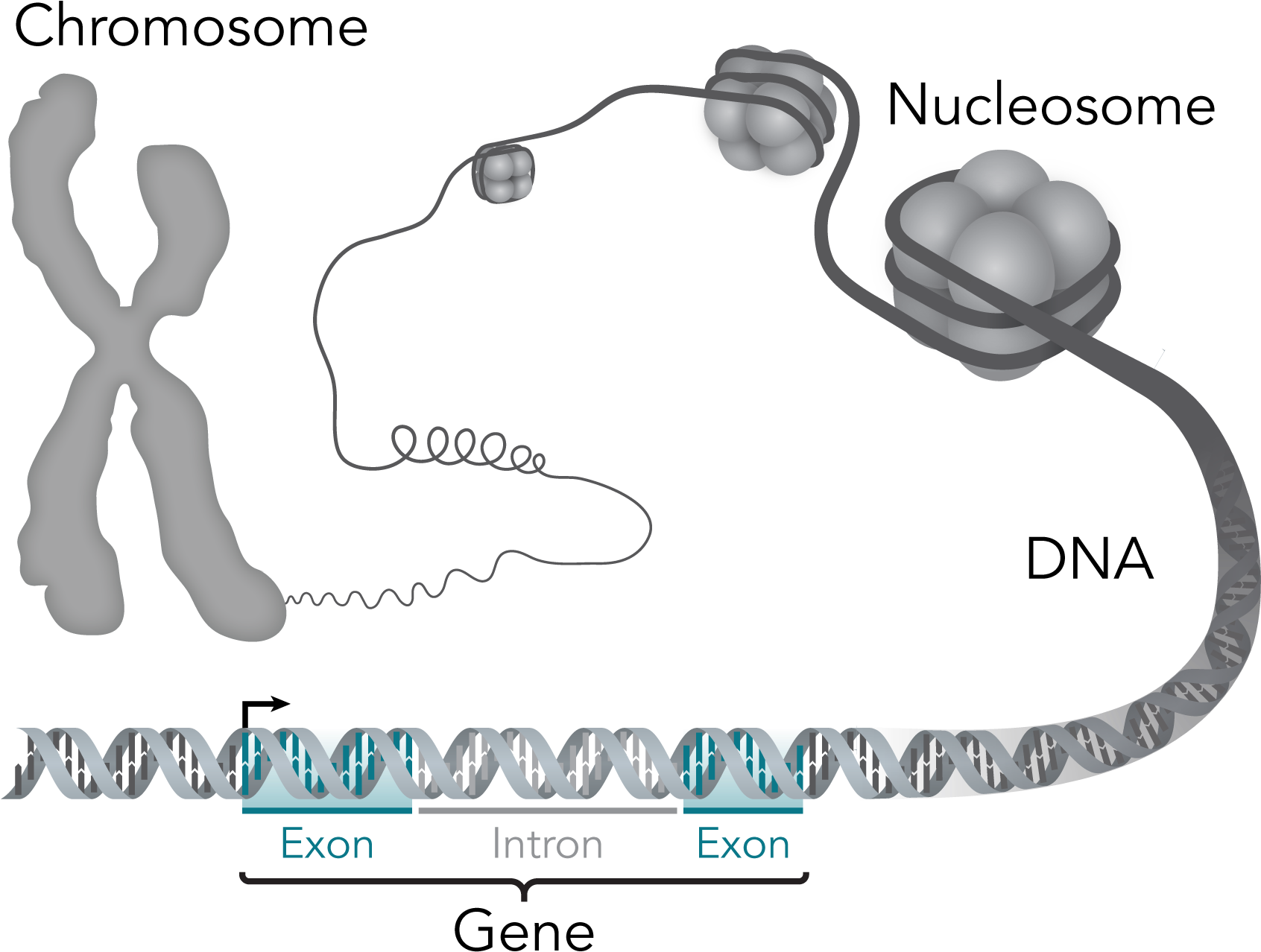 Chromosome Dna Gene - Relationship Between Genes Dna And Chromosomes ...