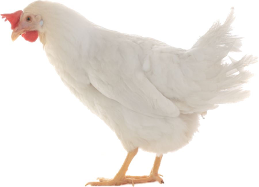 Download Ayam Broiler Png - Chicken Clipart Png Download - PikPng