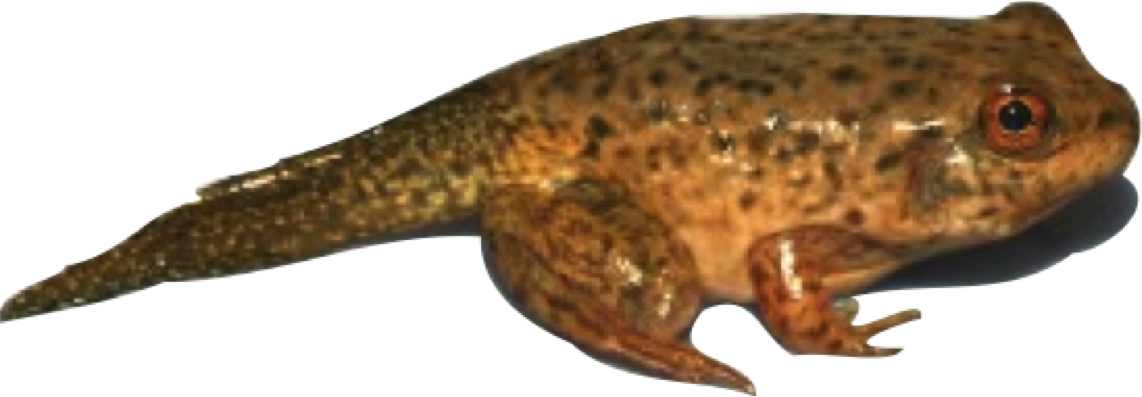 Tadpole - Froglet Png Clipart - Large Size Png Image - PikPng