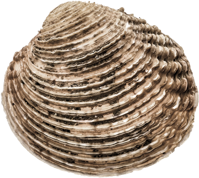 Shellfish - Cockle Clipart - Large Size Png Image - PikPng