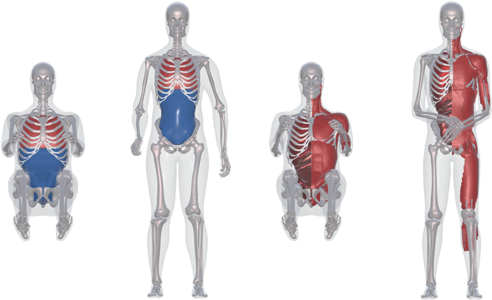 Stature - Anatomy Human Body For Model Clipart - Large Size Png Image ...