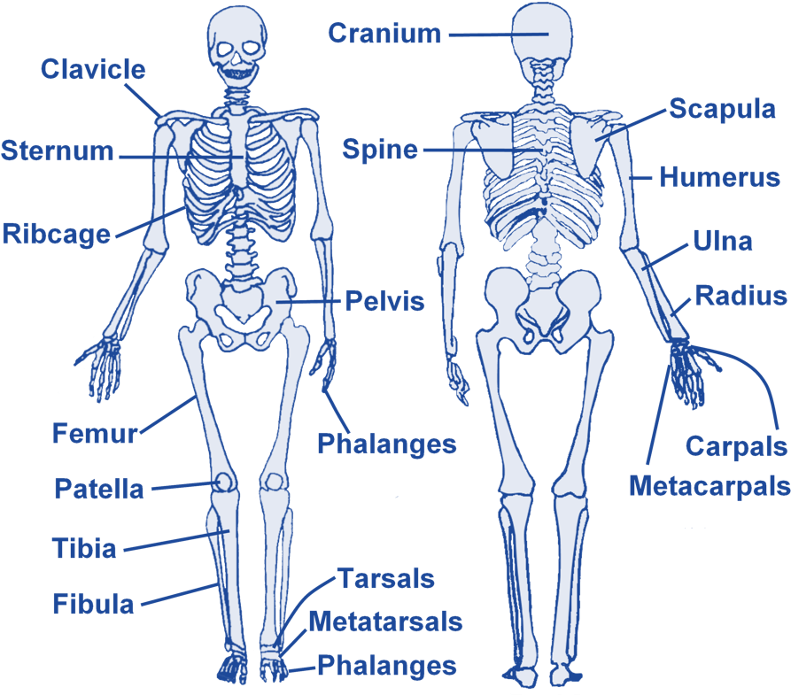 Skeleton - Level 2 Fitness Instructor Revision Clipart - Large Size Png ...