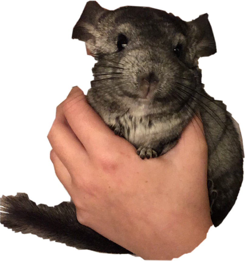 Colors Sticker - Punxsutawney Phil Clipart - Large Size Png Image - PikPng