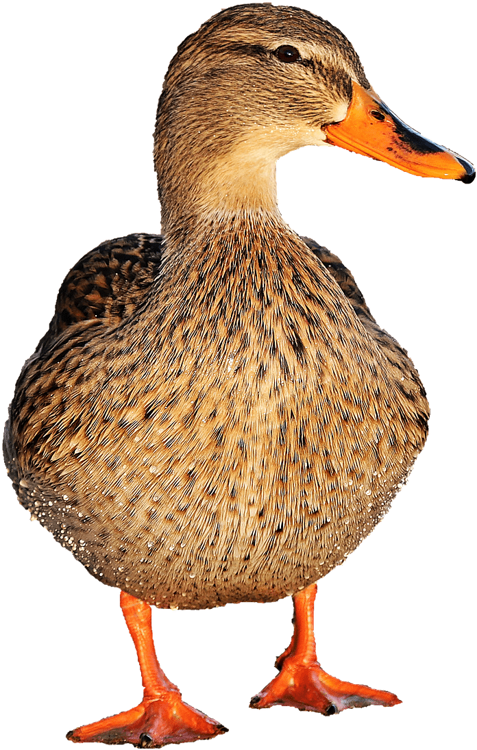 Download Animals - Ducks - Duck Png Clipart Png Download - PikPng