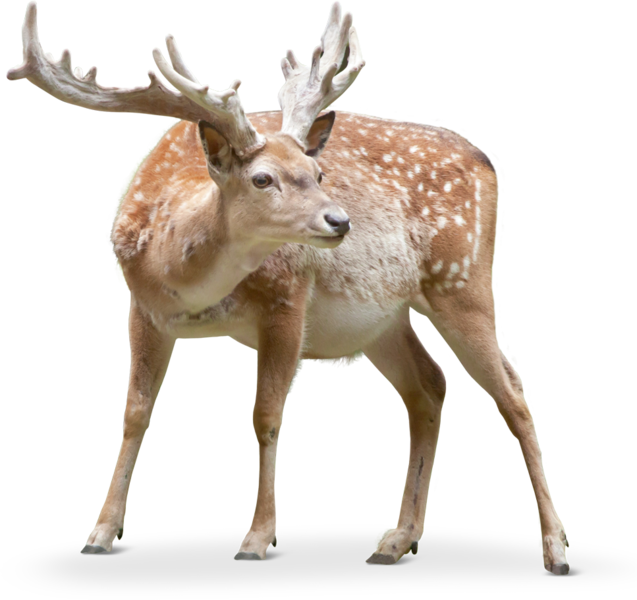 Another Clear Difference Is That The Persian Fallow - Fallow Deer Png ...