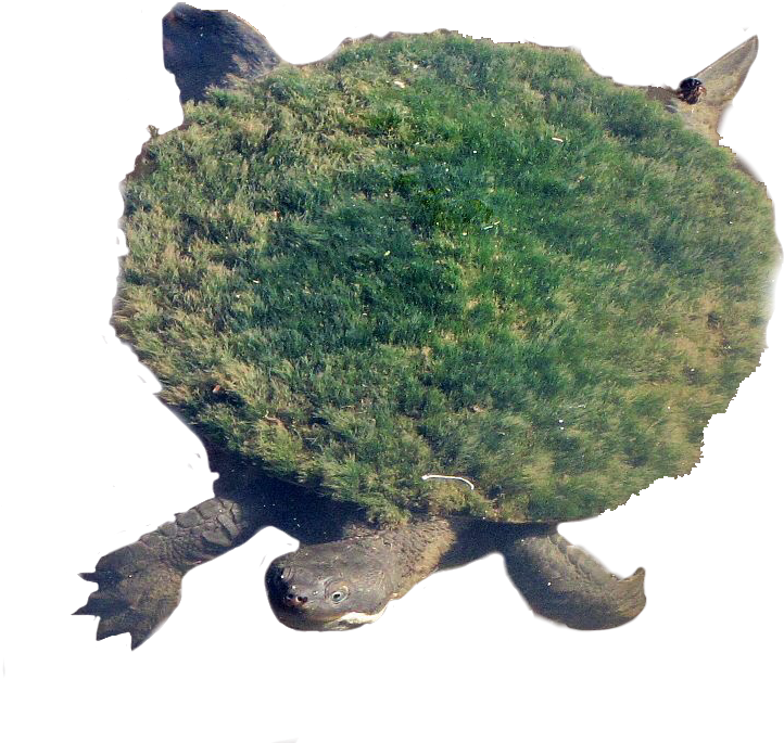 Snapping Turtle Png Transparent Images - Mary River Turtle Clipart ...