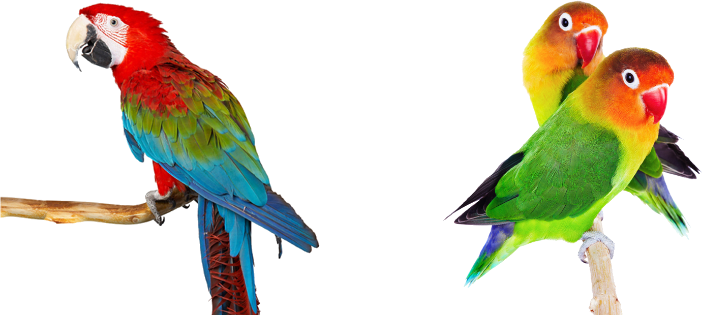 Tienda De Animales - Papa's Parrot Clipart - Large Size Png Image - PikPng