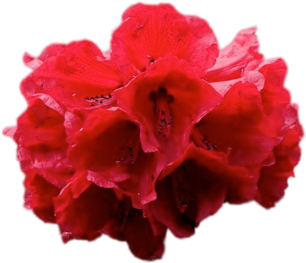 Download Red Rhododendron - Rhododendron Png Clipart Png Download - PikPng
