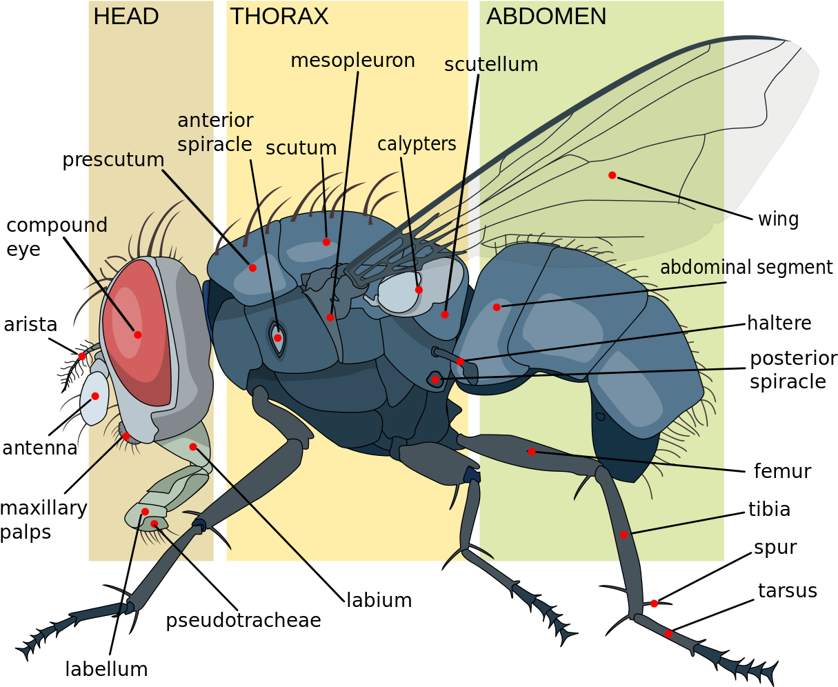 Housefly Anatomy Key En - Fly Anatomy Clipart - Large Size Png Image ...